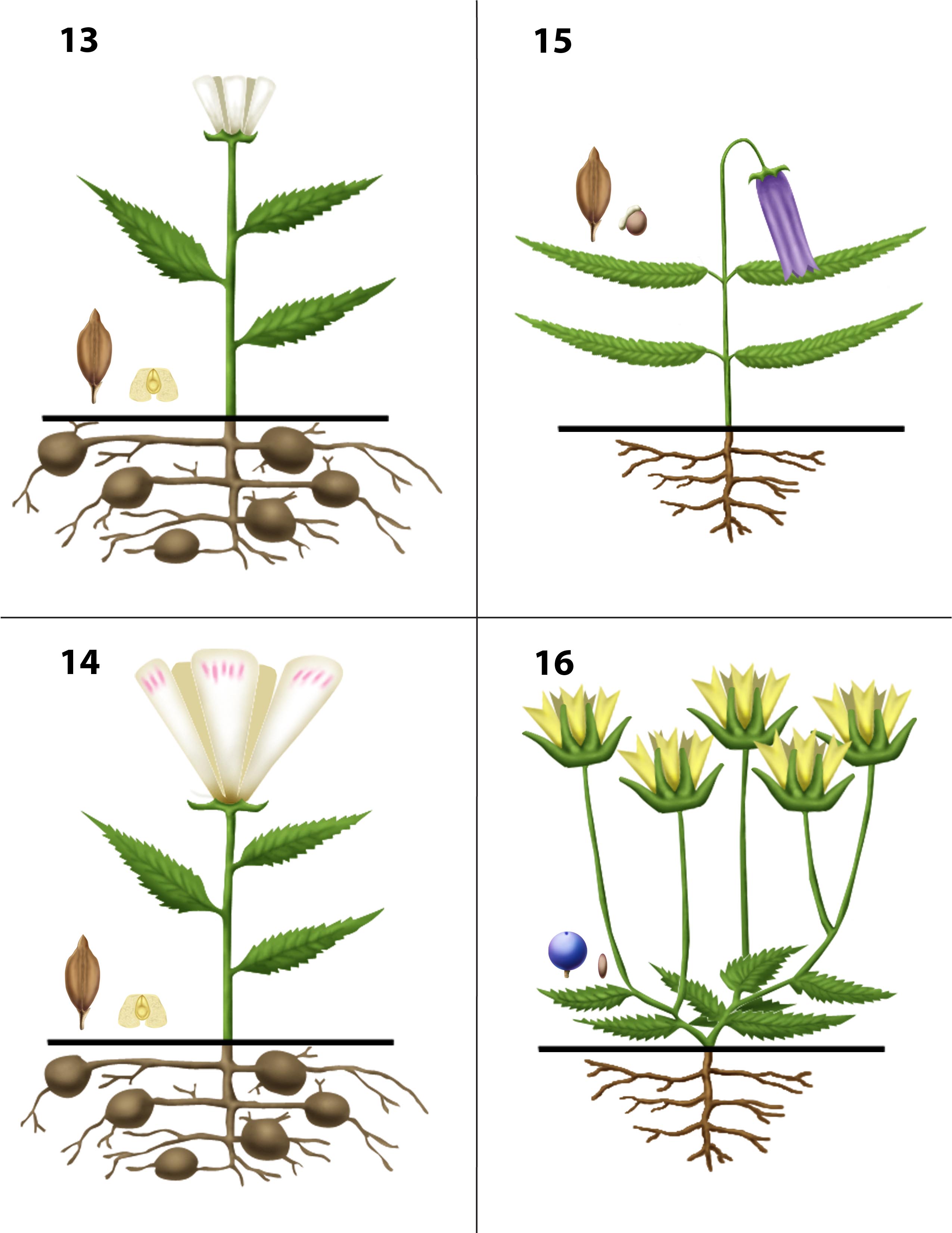 Dendrogrammaceae 13-16 – Botany Depot